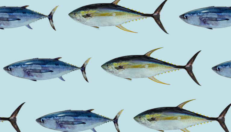 Chunk Light Vs Albacore: What's The Difference? | Genova Seafood