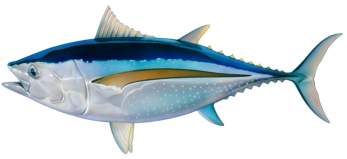 Chunk Light Vs Albacore: What's The Difference? | Genova Seafood