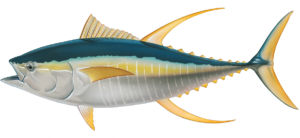 Albacore Vs Yellowfin | Genova Seafood