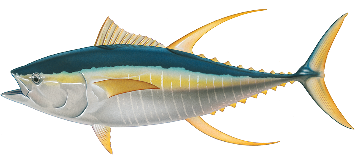 Albacore Vs Yellowfin | Genova Seafood